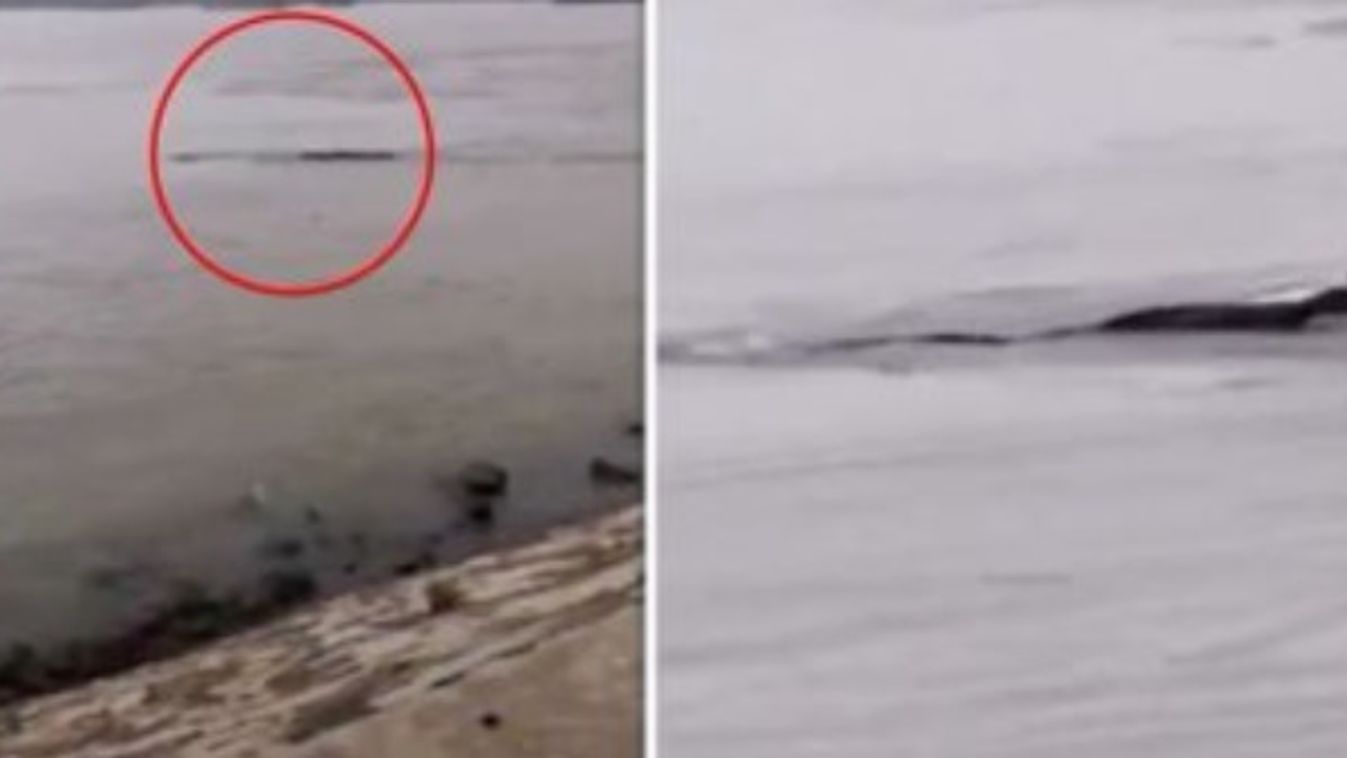 Kínai "Loch Ness-i szörnyet" láttak a Jangce folyóban - videó - ORIGO