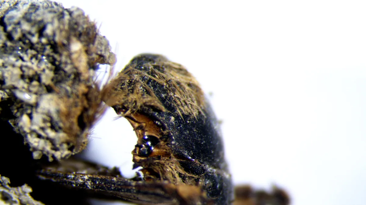 A fáraók korából származó mumifikálódott méhket találtak Portugália ...