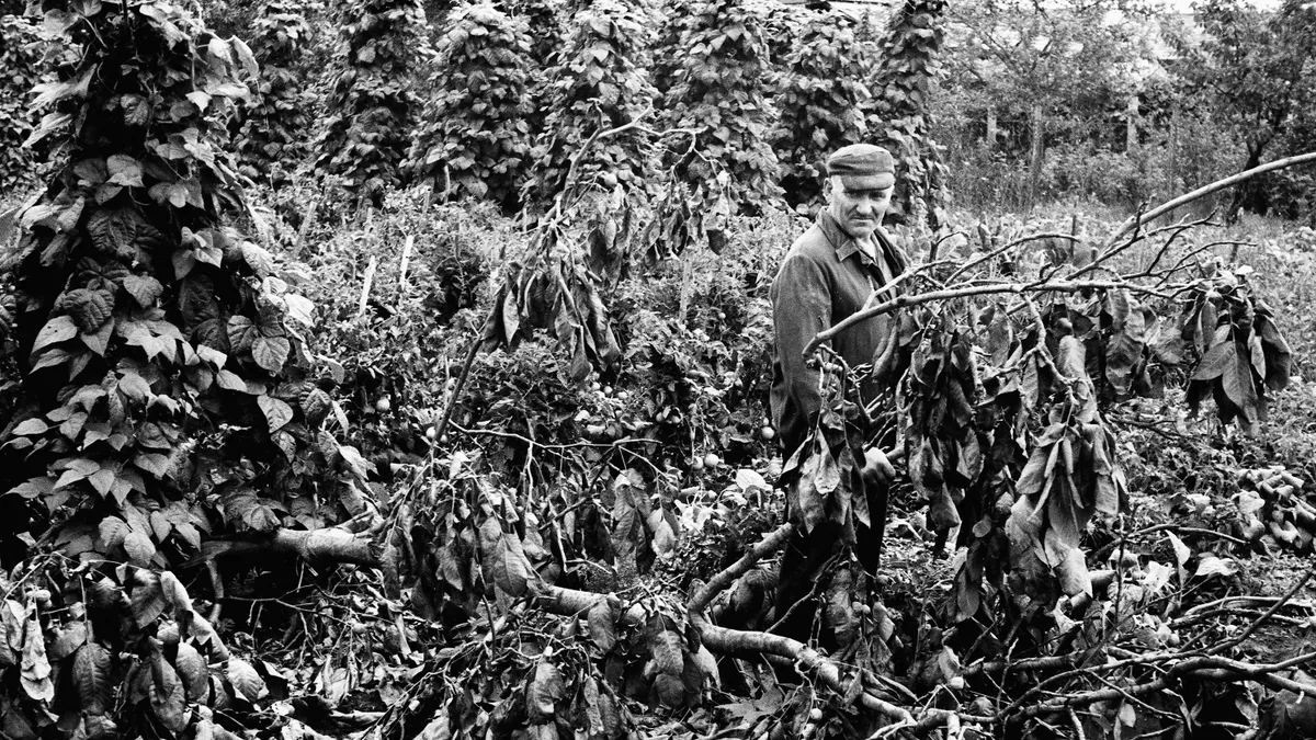 Feleki Károly - Hóstát - ORIGO