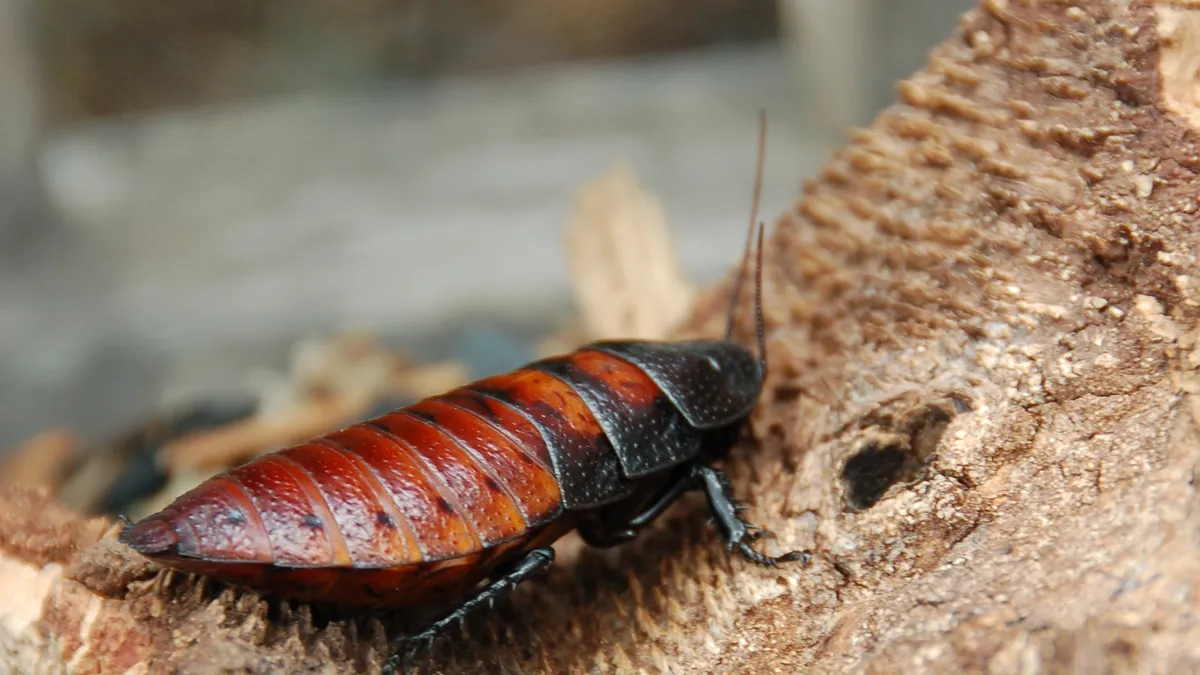 Ne utáljuk ennyire a svábbogarakat! - ORIGO