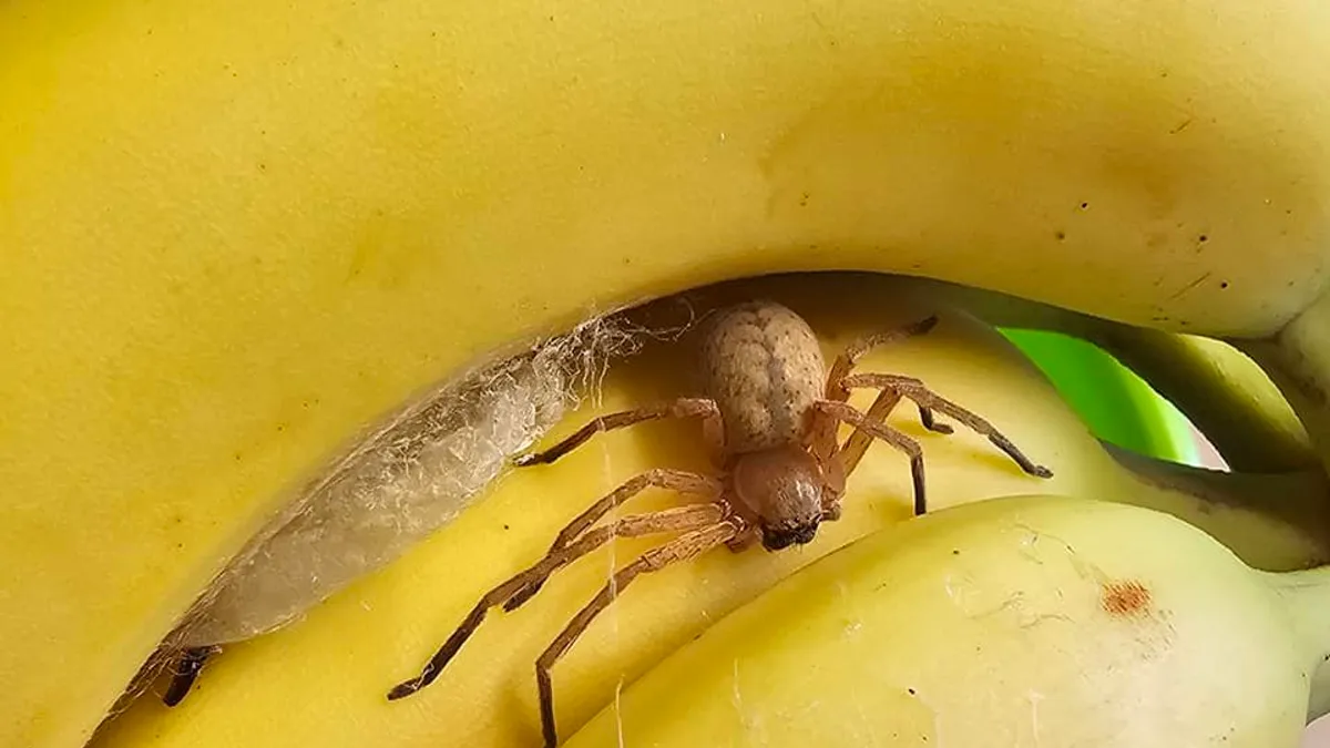 Gigantikus pók okozott riadalmat egy Lidlben - ORIGO Gigantikus pók okozott riadalmat egy Lidlben - ORIGO