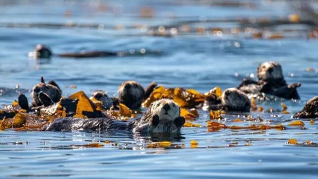 A vidrák megakadályozzák a hínárerdők hanyatlását - ORIGO