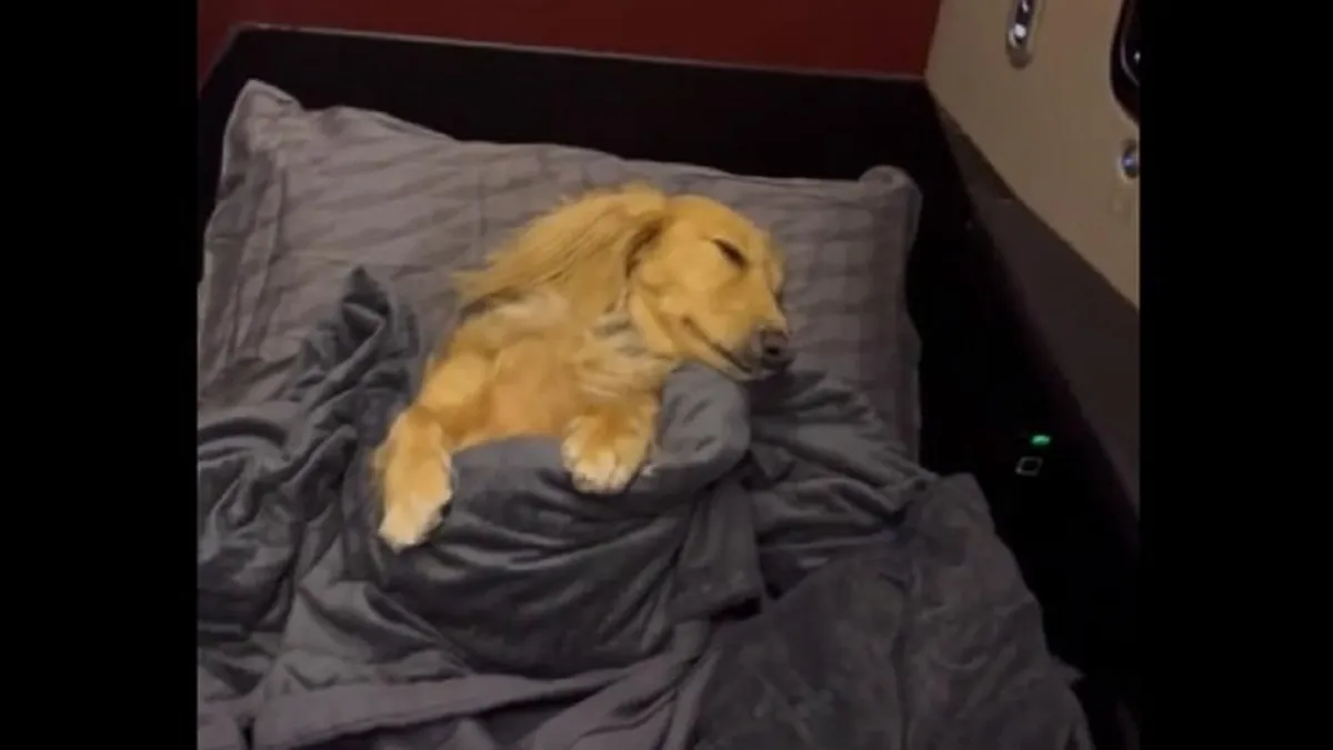 Így alszik egy elkényeztetett kutya egy repülő business osztályán - videó - ORIGO