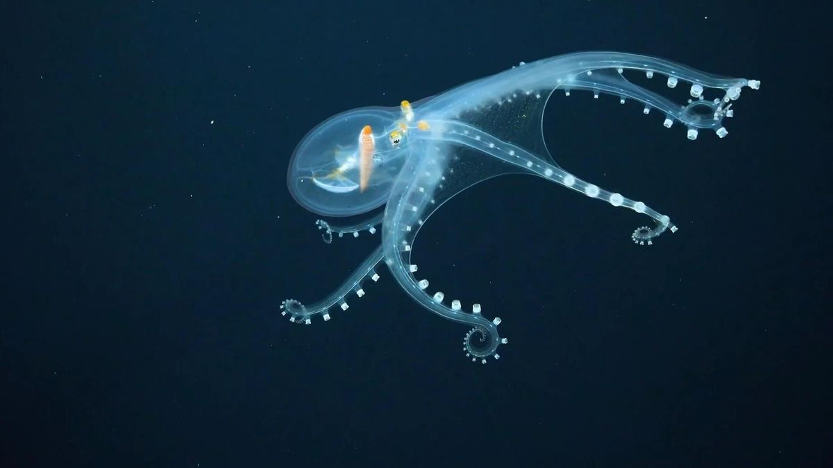 Négy új polipfajt fedeztek fel Costa Rica partjainál - ORIGO