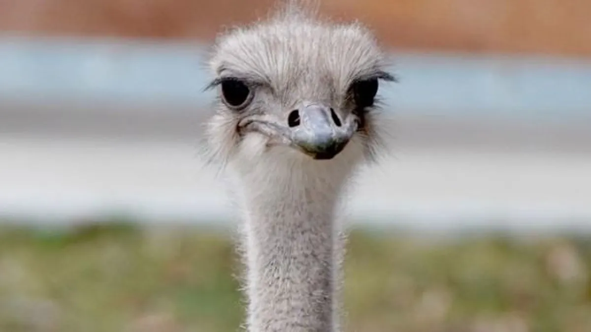 Lenyelt egy kulccsomót és meghalt egy strucc - ORIGO