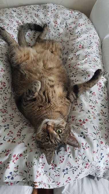 Tudja-e, miért kaparja el a macska a piszkát, illetve miért nem kaparja ...