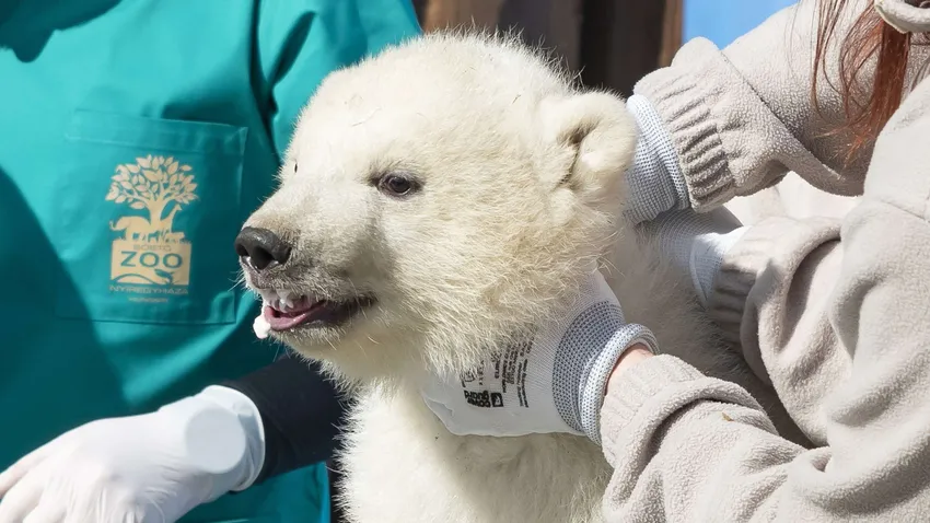 Jegesmedve ikrek születtek a Nyíregyházi Állatparkban | origo.hu