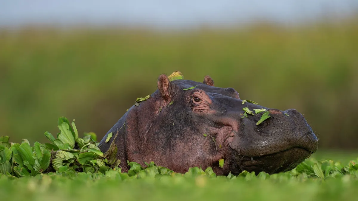 Víziló borított fel egy gyerekekkel teli csónakot - ORIGO