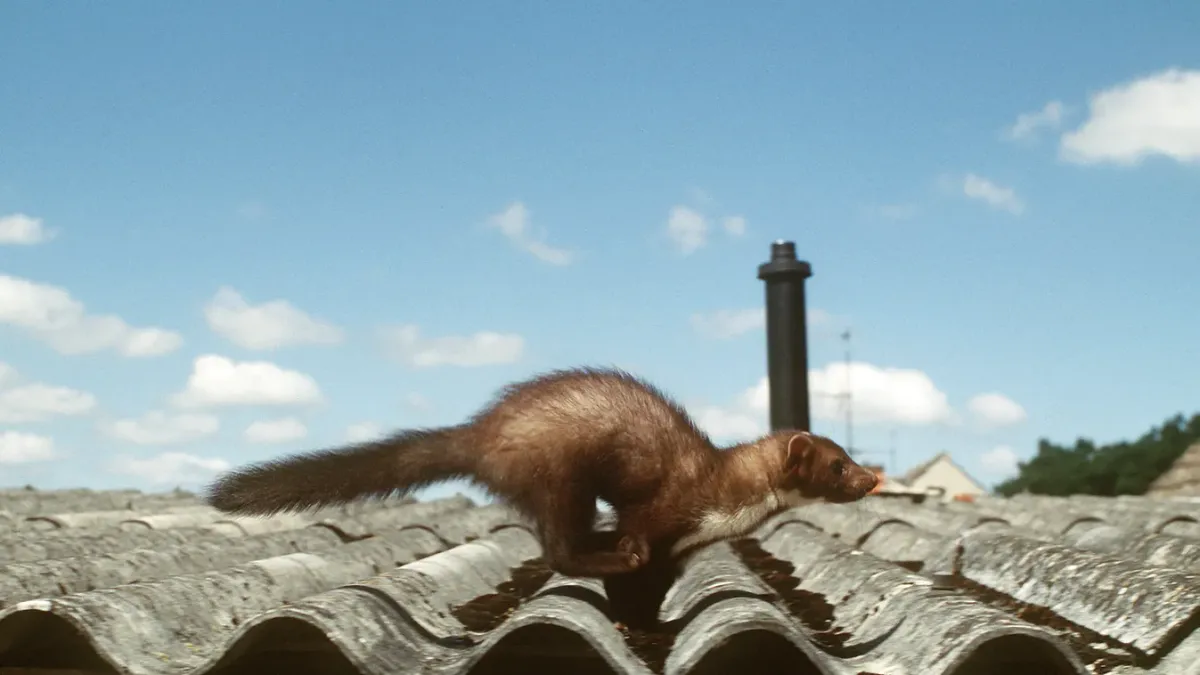 Nyest - így kerülheted el, hogy megrágja az autód - ORIGO