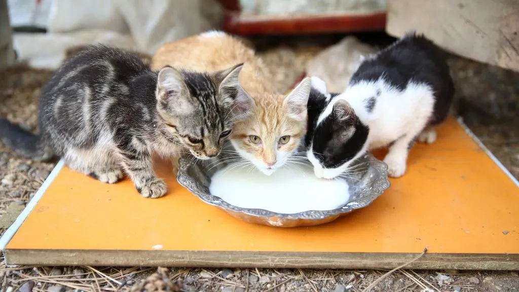 Macskák: nem ajánlott tejet adni kedvencüknek - ORIGO