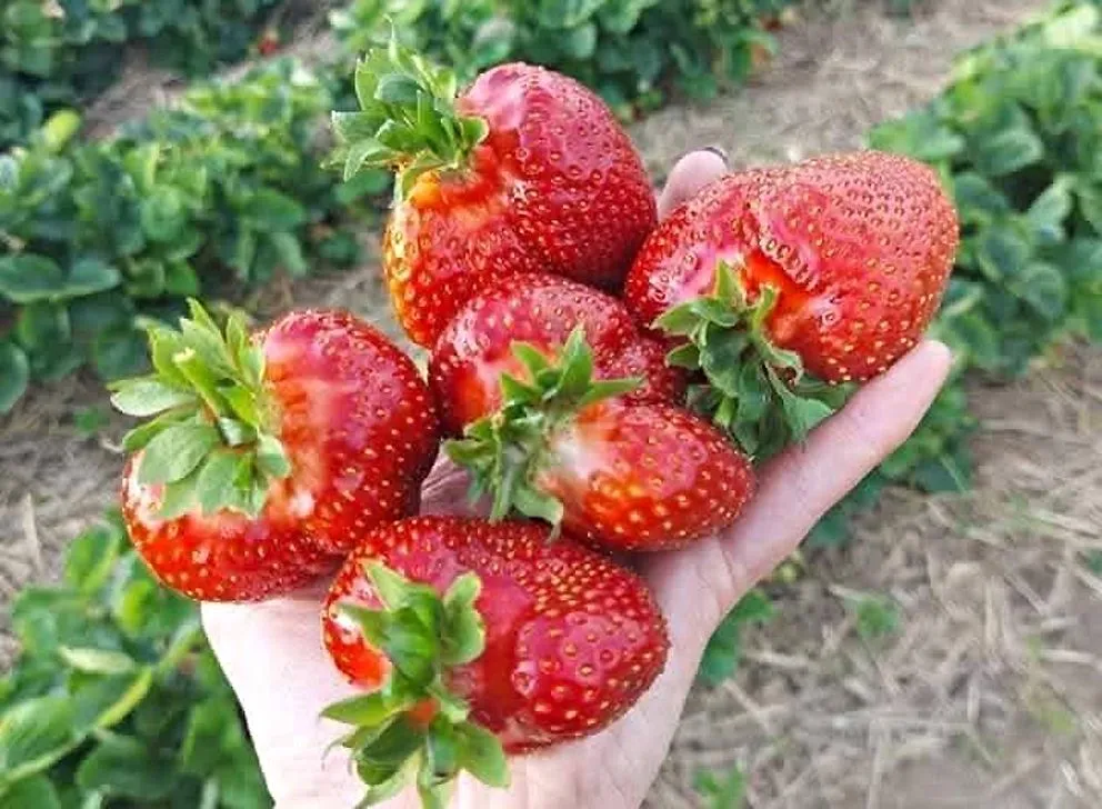 Megérkezett a magyar eper – ennyibe kerül idén a kedvenc gyümölcs - ORIGO