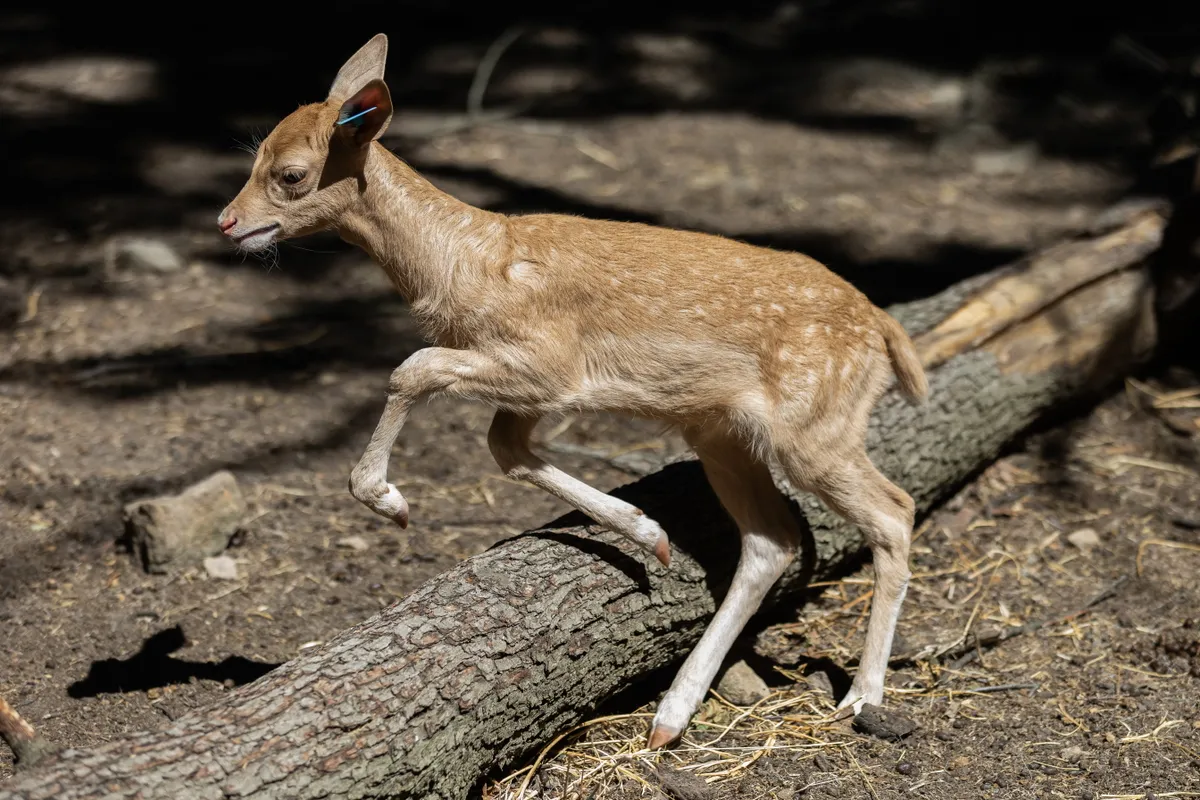 Szarvas különlegesség született a Budakeszi Vadasparkban - ORIGO