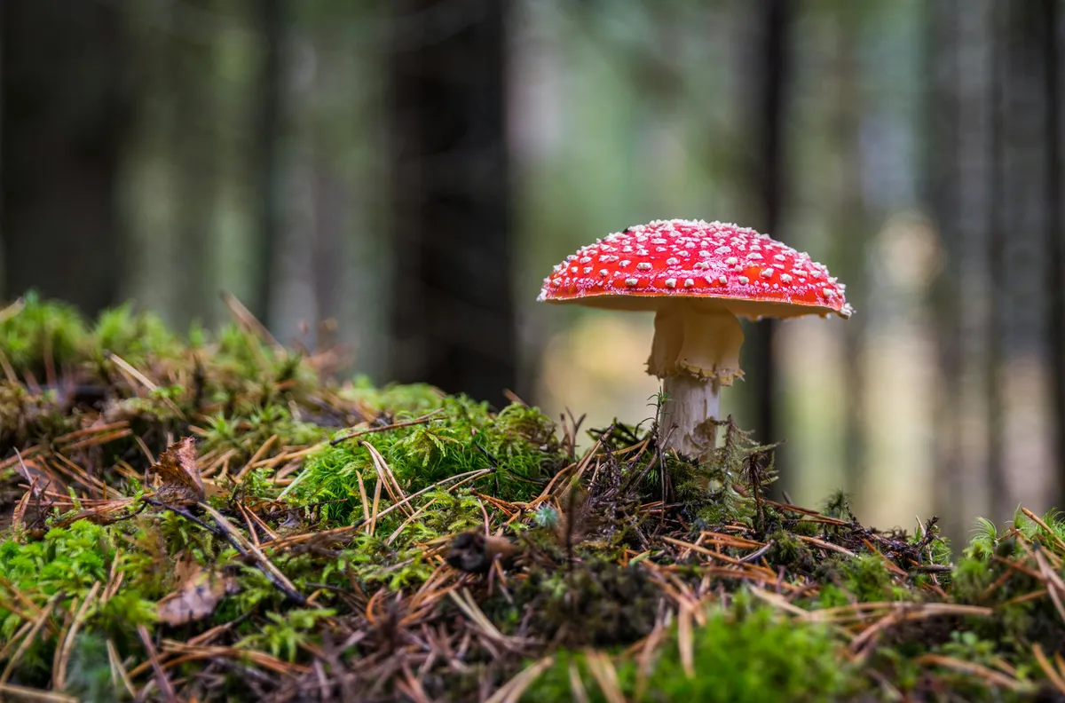 Mérgező gomba segítségével gyilkolta meg rokonait - ORIGO