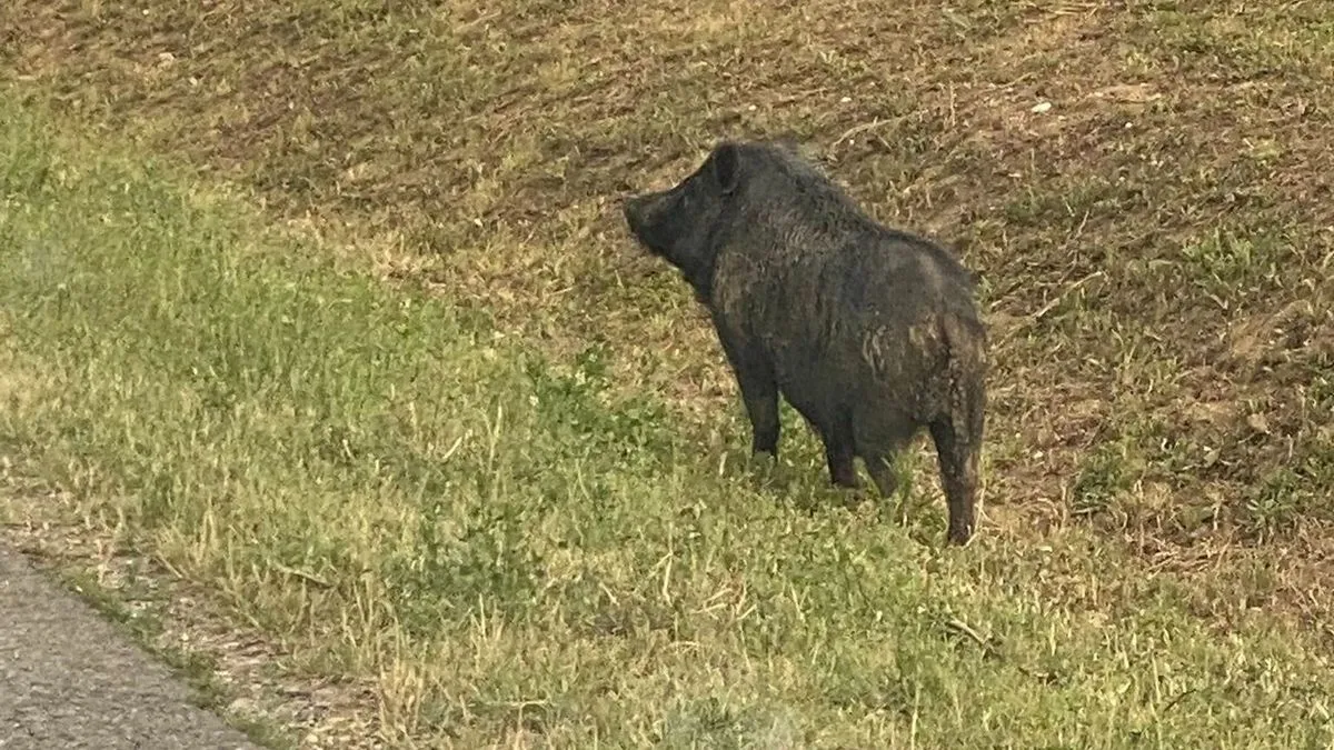 Vietnámi disznó kószál a Tiszánál - ORIGO