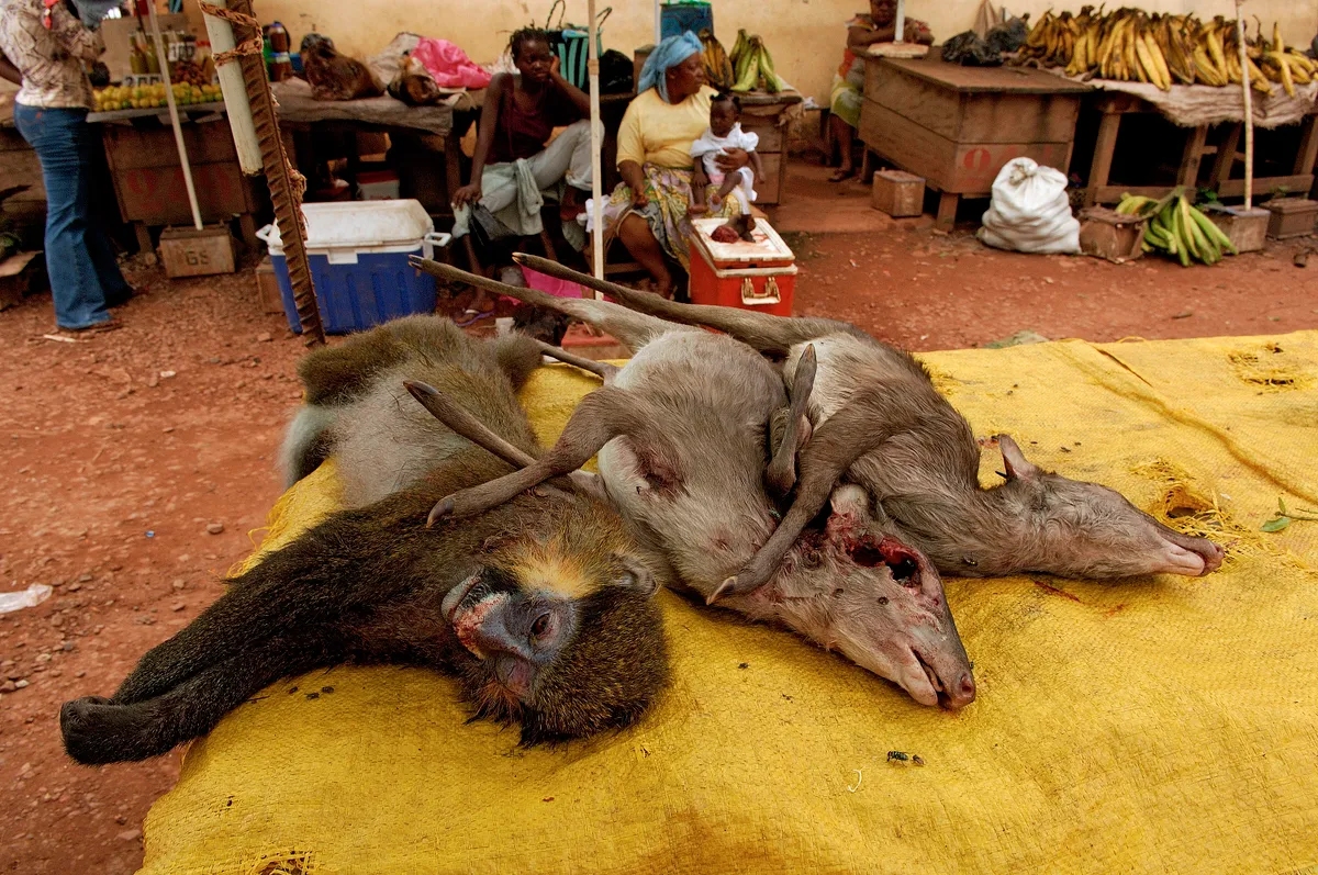 Ebola: megerősítették, hogy visszatért a gyilkos kór - ORIGO