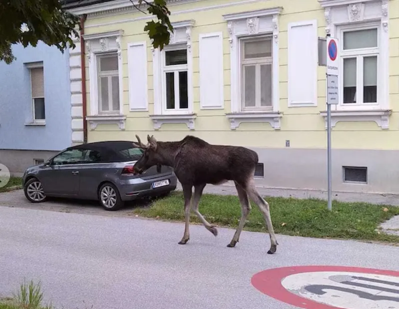 A jávorszarvas, aki átúszta a Dunát: Emil kalandos útja - ORIGO