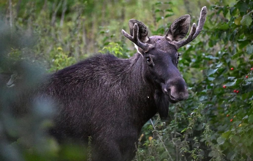 Világhírű jávorszarvas új otthonra talált Csehországban - ORIGO
