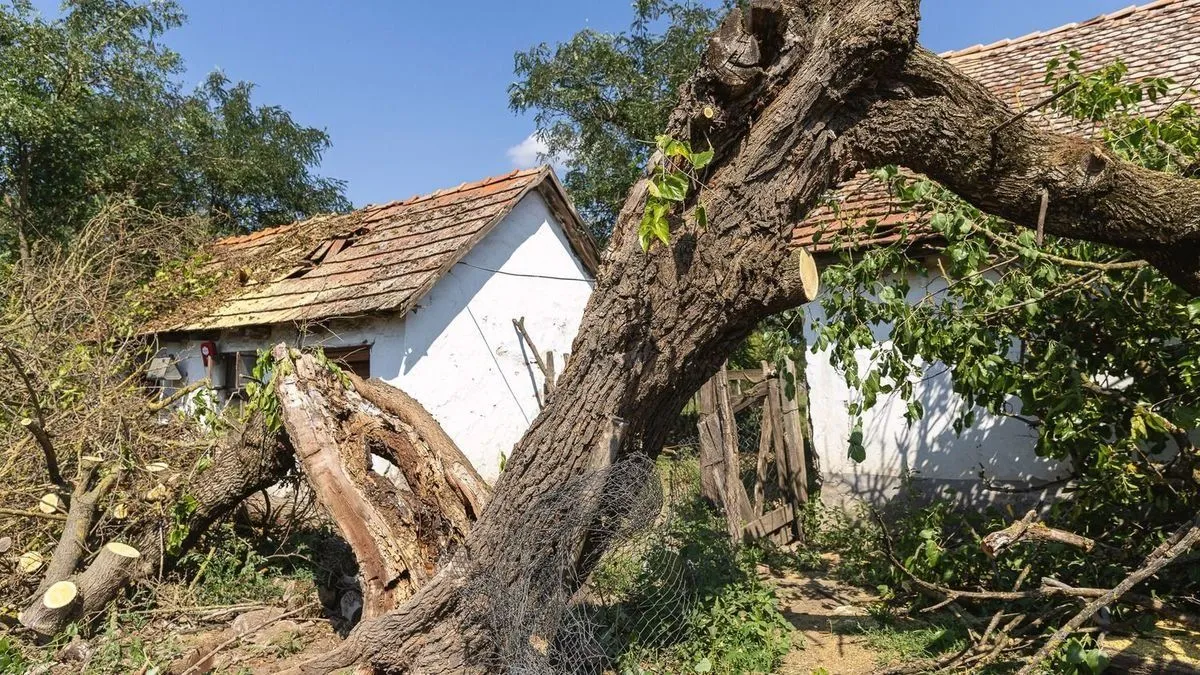 Óriási eperfa zuhant egy lakóház tetejére - ORIGO