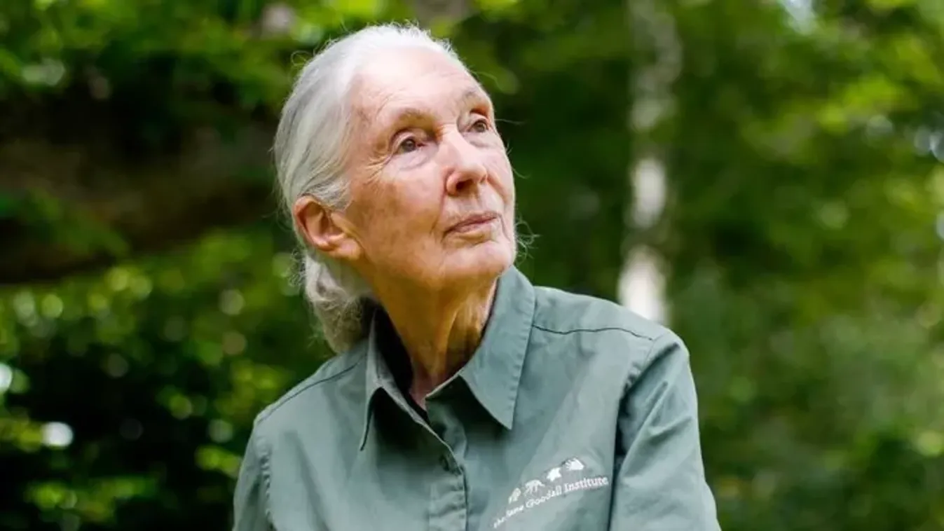 Jane goodall | origo.hu