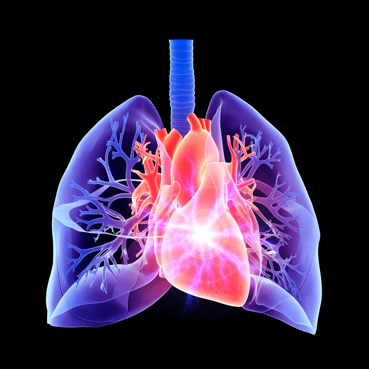 A szívizomsejtek kilyukadását idézi elő egy immunfehérje - ORIGO