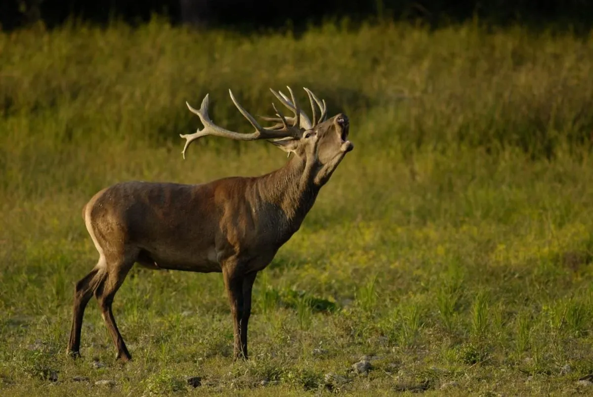 Szarvasagancs: Az év kiemelkedő trófeája - ORIGO