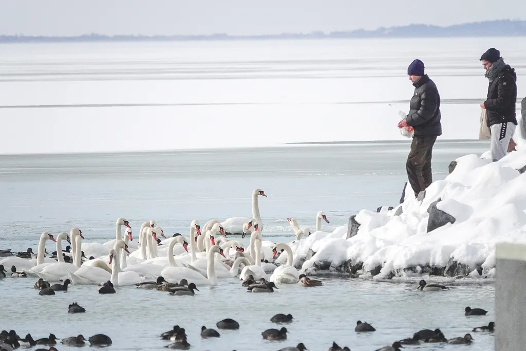 Balaton: lenyűgöző fotókon a jeges tó - ORIGO
