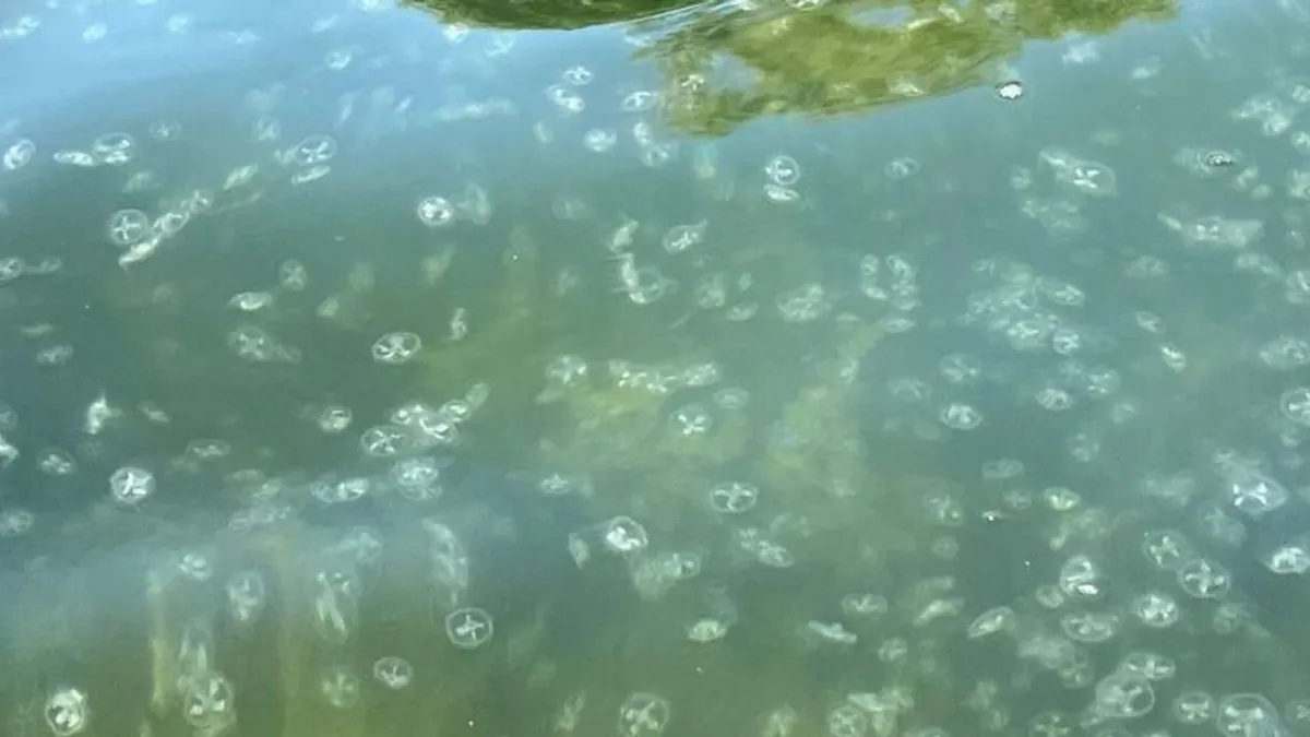 Medúza tartja rettegésben a strandolókat a Dunánál - ORIGO