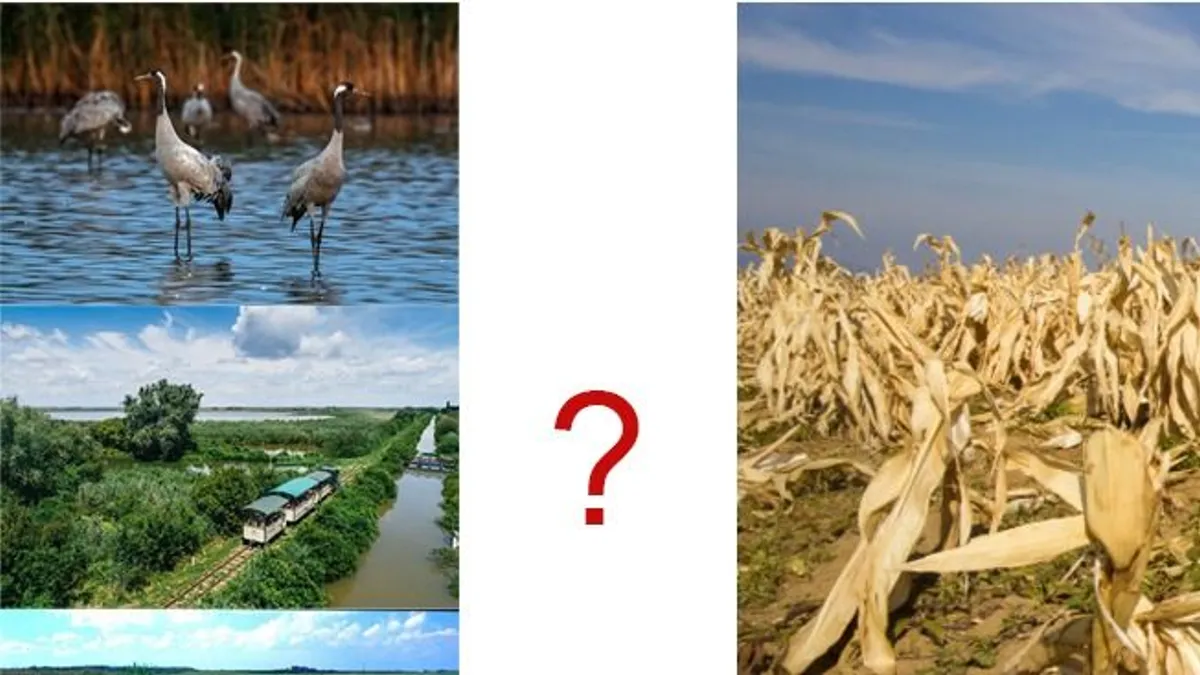 Vizes élőhelyek nélkül összeomolhat az Alföld? A kutatók riasztó ...
