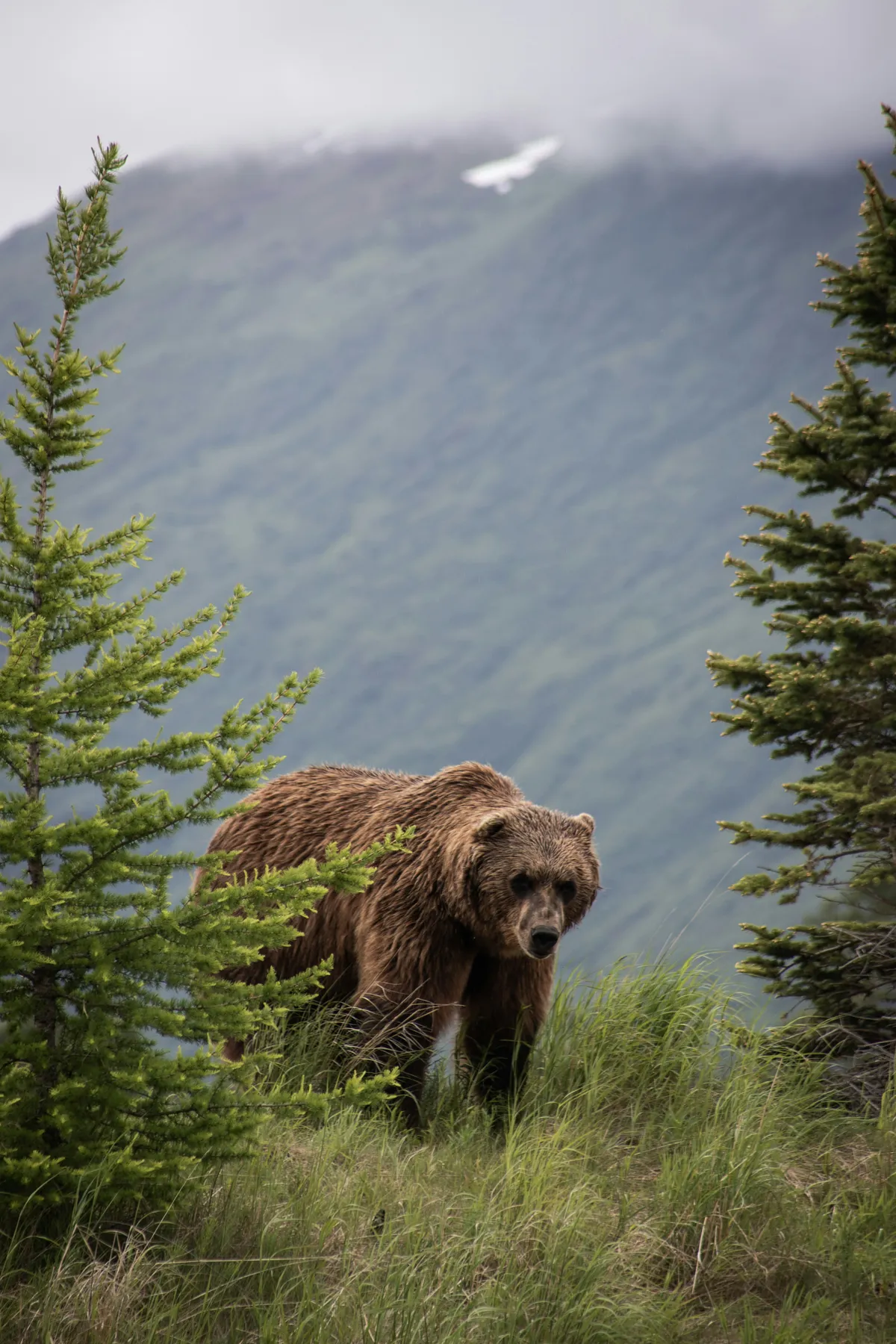 Grizzly rontott a turistákra – kis híján tragédia történt - ORIGO