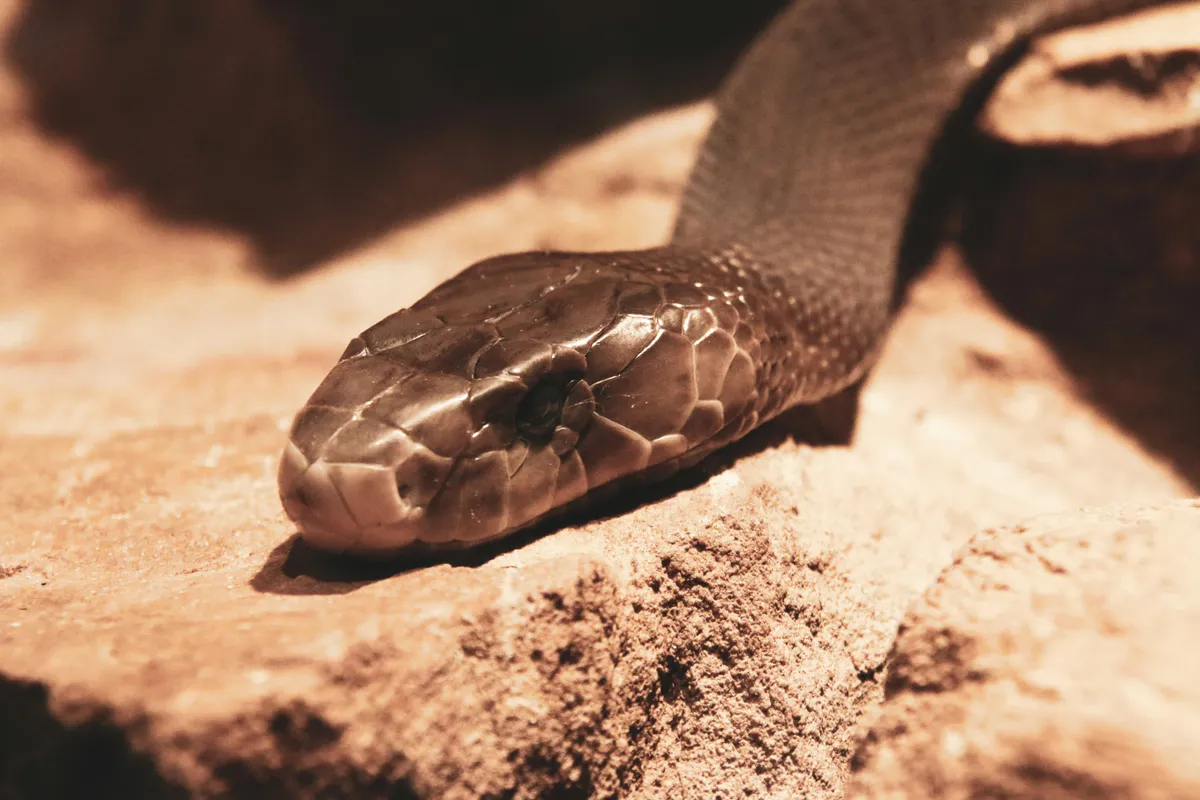 Fekete mamba: túlélhető a világ egyik legveszélyesebb kígyójának ...