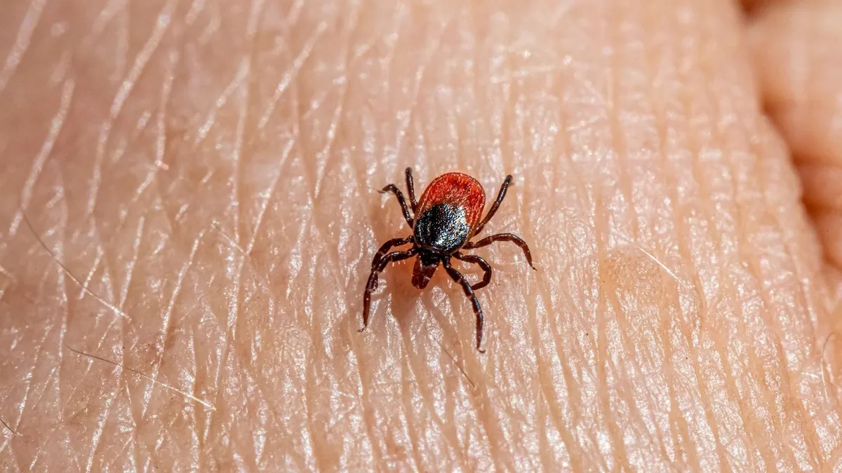 Lyme-kór: ritka baktérium jelent meg egy új térségben - ORIGO